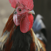 Quelle race de coq choisir ? - Nature et Poulailler