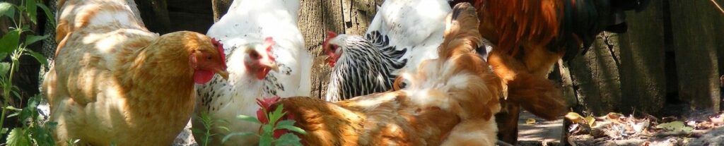 Les races de poules - Nature et Poulailler